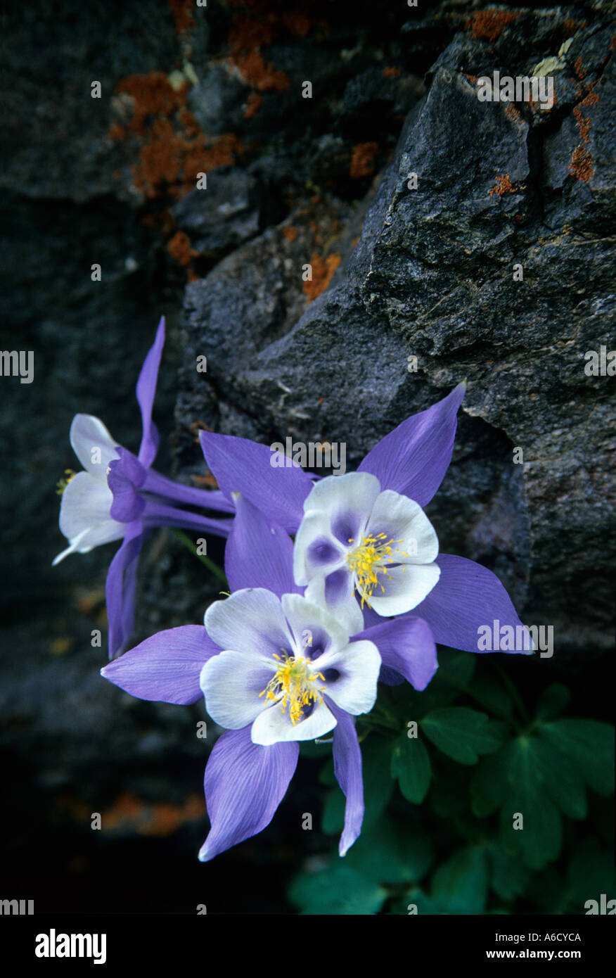 Colorado San Juan Mountains Ice Lakes near Silverton Columbine flowers ...