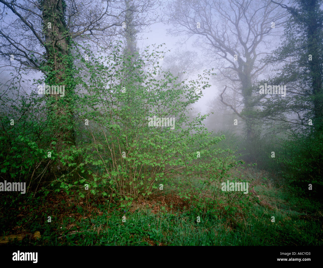 Hazel coppice and oak standards on a misty morning Dorset UK Stock ...