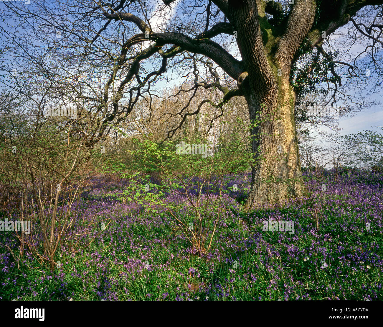 Coppiced tree winter woodland hi-res stock photography and images - Alamy