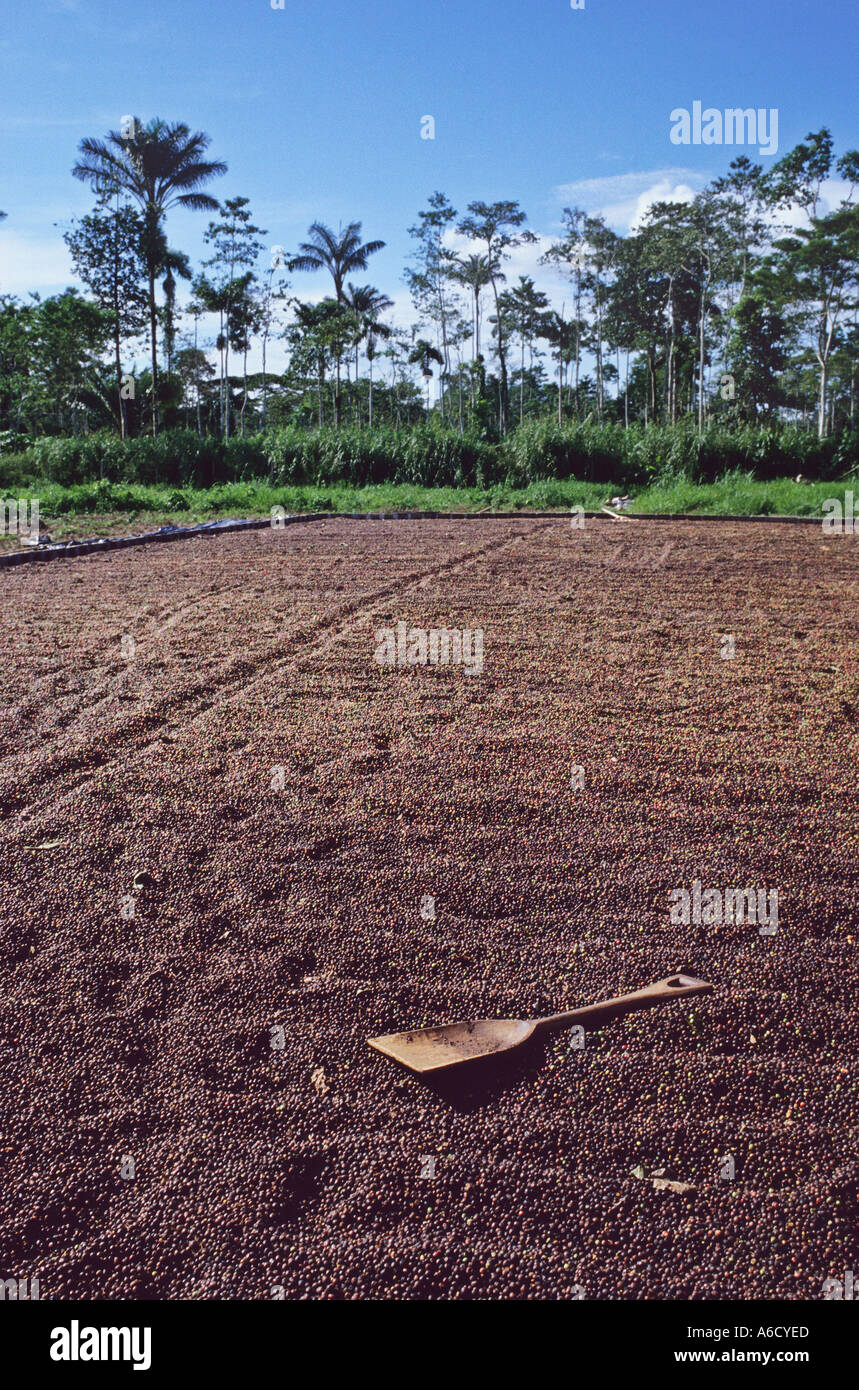 Ecuador coffee work hi-res stock photography and images - Alamy