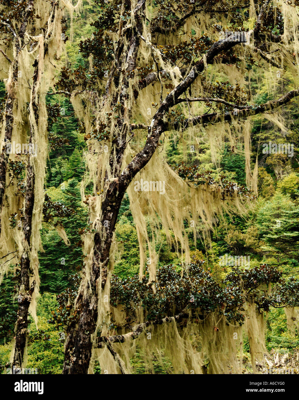 Spanish Moss Tree Vector