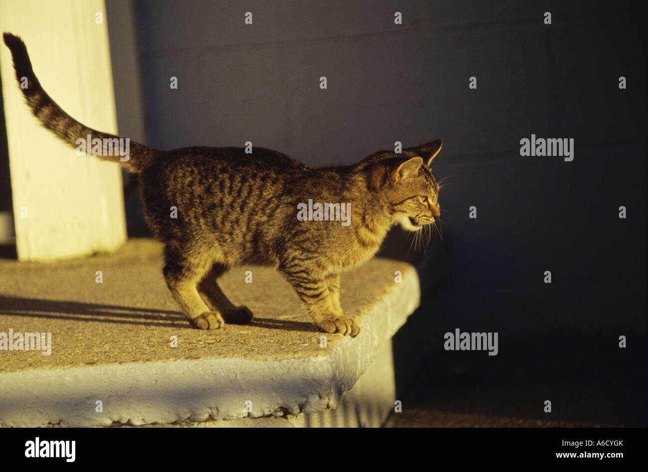 Cat Standing Profile