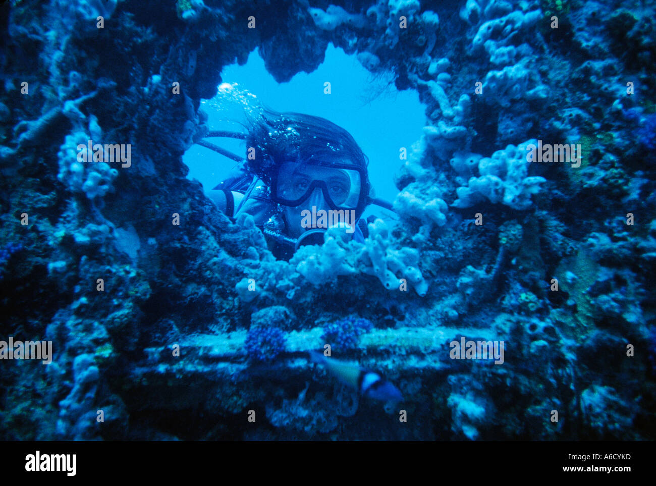 SCUBA DIVER swimming around SUNKEN SHIPWRECK off ST THOMAS ISLAND U S ...