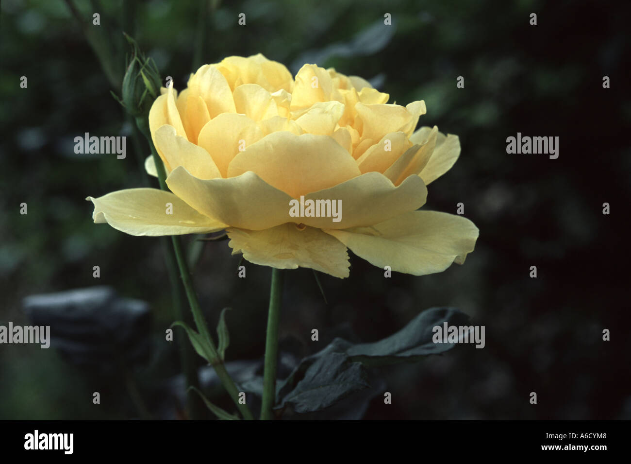Rose "Graham Thomas Stock Photo - Alamy