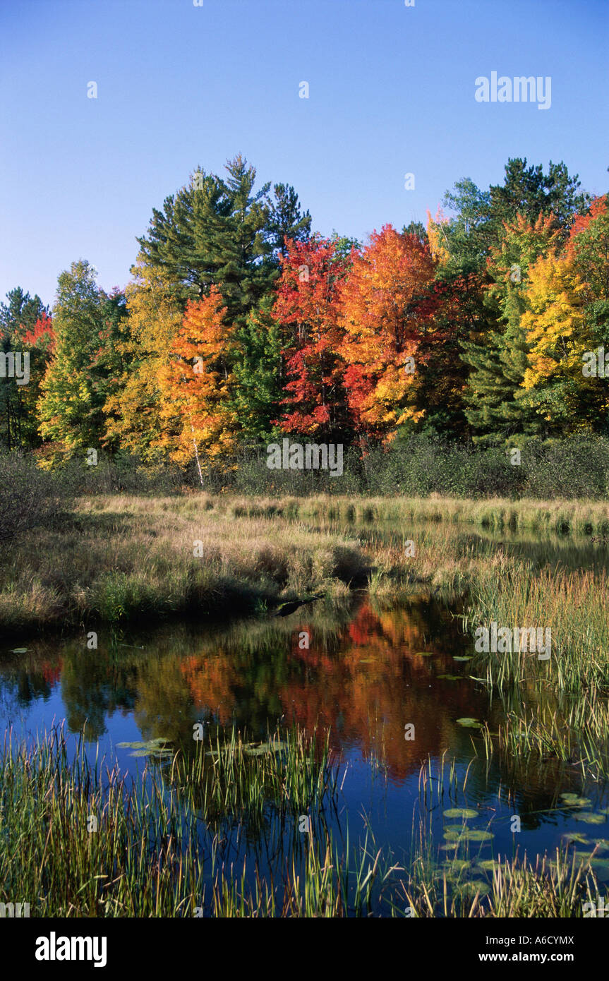 Reflection of trees in water, Wisconsin, USA Stock Photo - Alamy