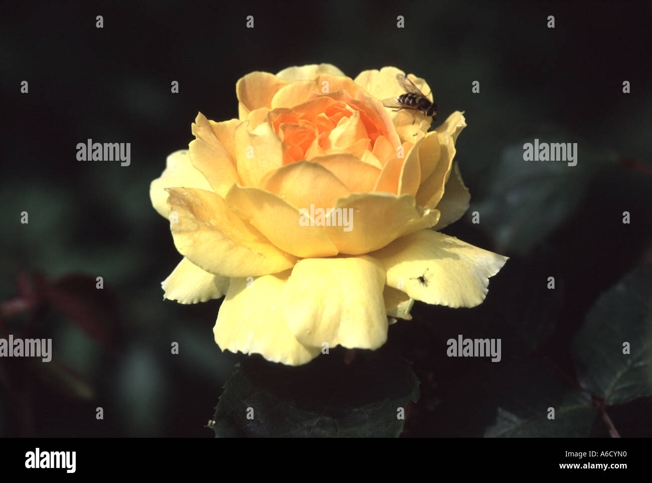 The molineux hi-res stock photography and images - Alamy