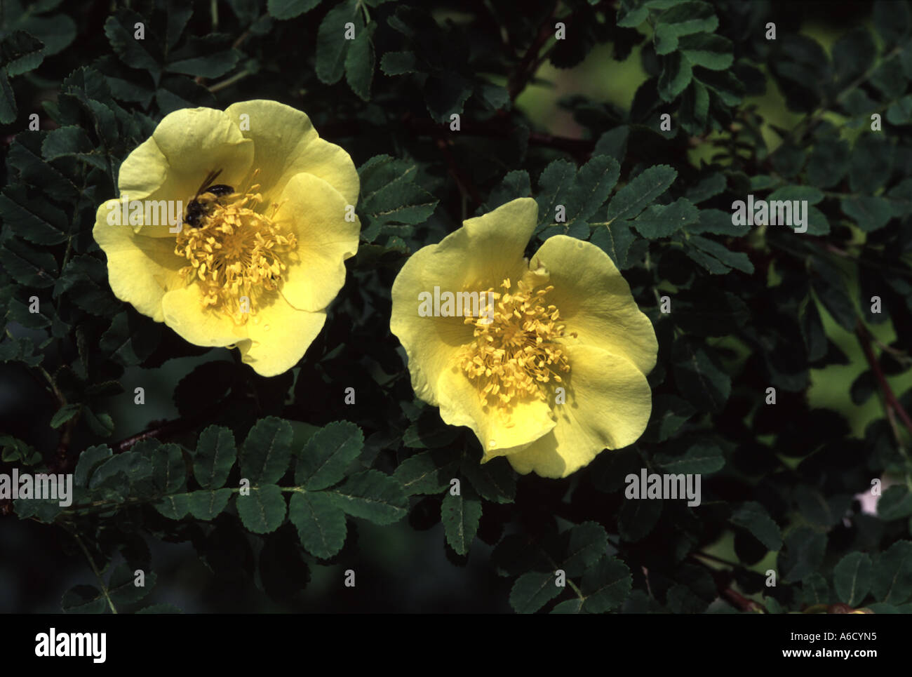 Rose bird hi-res stock photography and images - Alamy