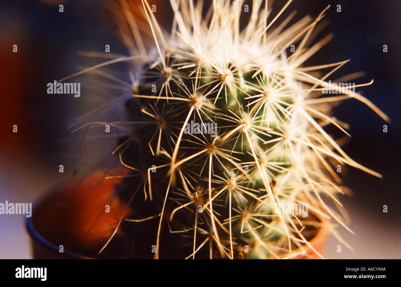 Close-up of a cactus Stock Photo - Alamy