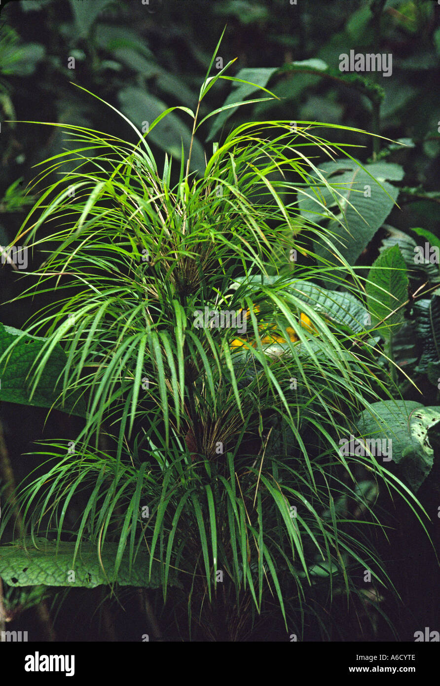 BAMBOO PLANT in TROPICAL RAINFOREST in MONTEVERDE BIOLOGICAL RESERVE ...