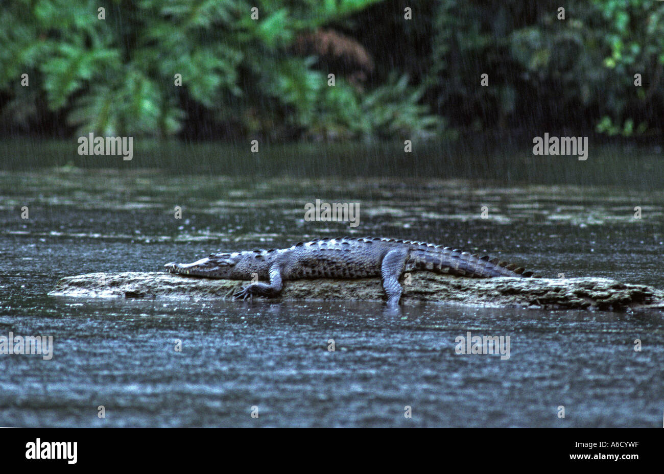 CAYMAN CROCODILE in the RAIN on MUD SPIT in RIVER in TORTUGUERO ...
