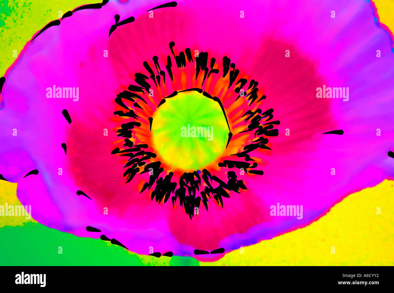 Bright Pink Poppy Painting Stock Photo - Alamy