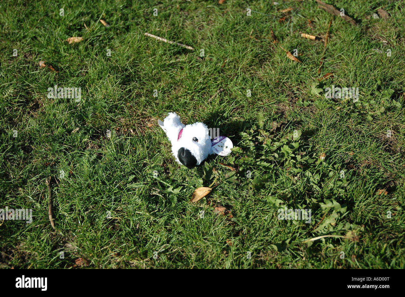 Lost dog toy hi-res stock photography and images - Alamy