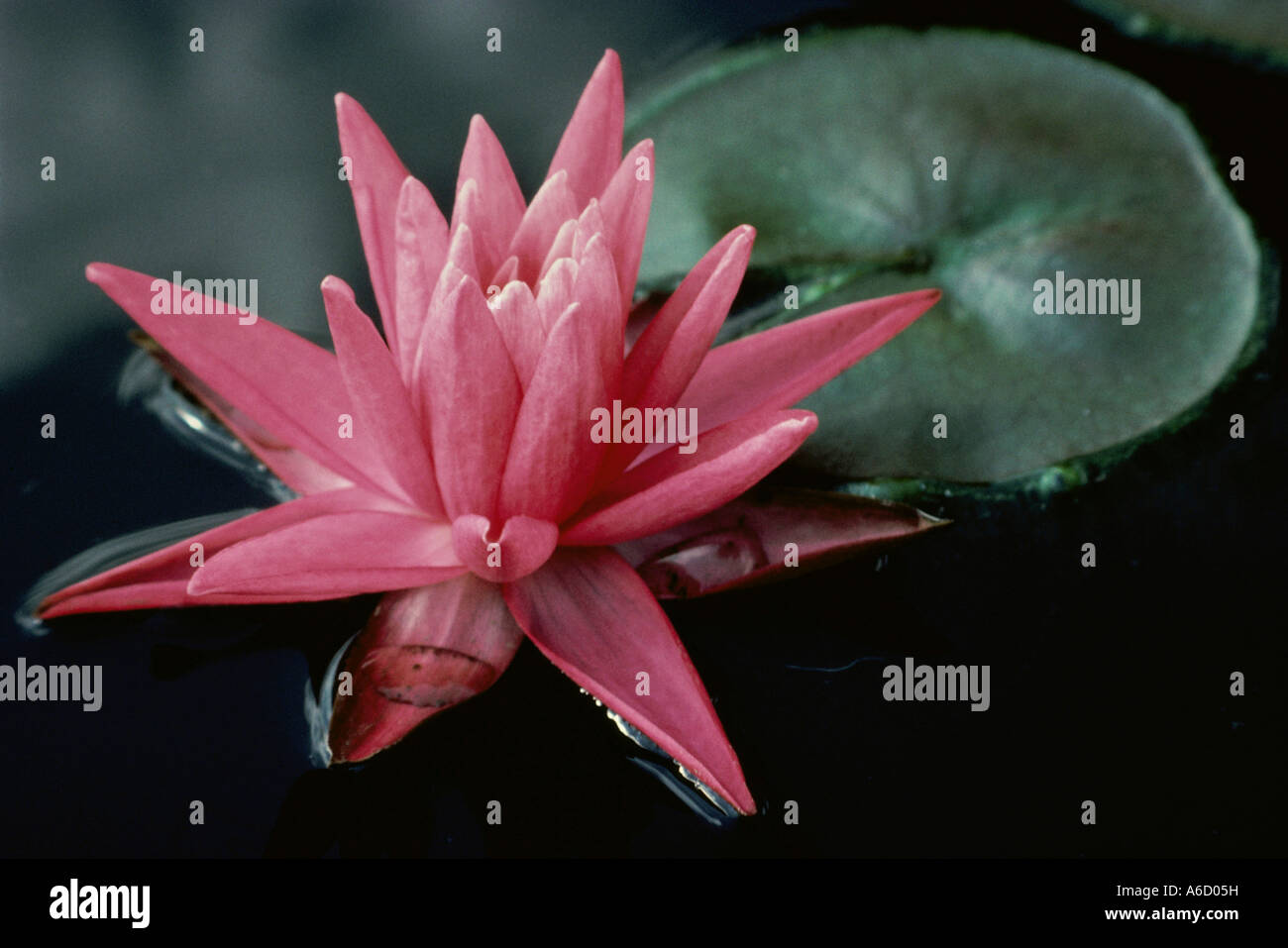 Close-up of a water lily Stock Photo - Alamy
