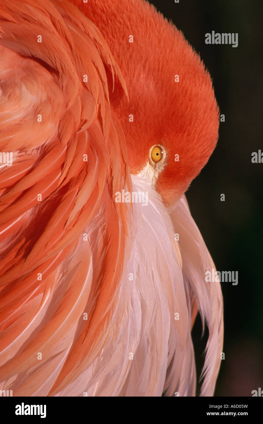 Close up flamingo in hi-res stock photography and images - Alamy