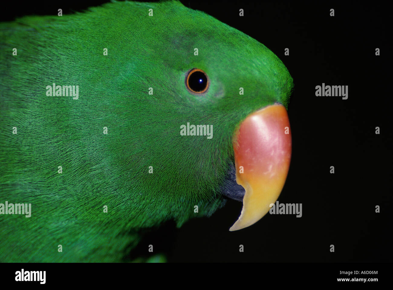 Grand eclectus parrot hi-res stock photography and images - Alamy