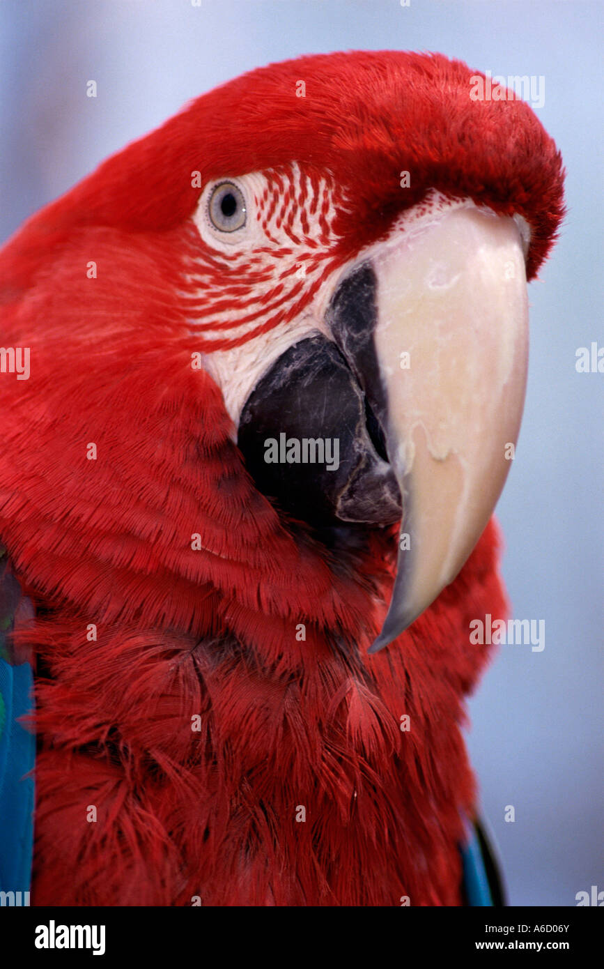 Close-up of a macaw Stock Photo - Alamy