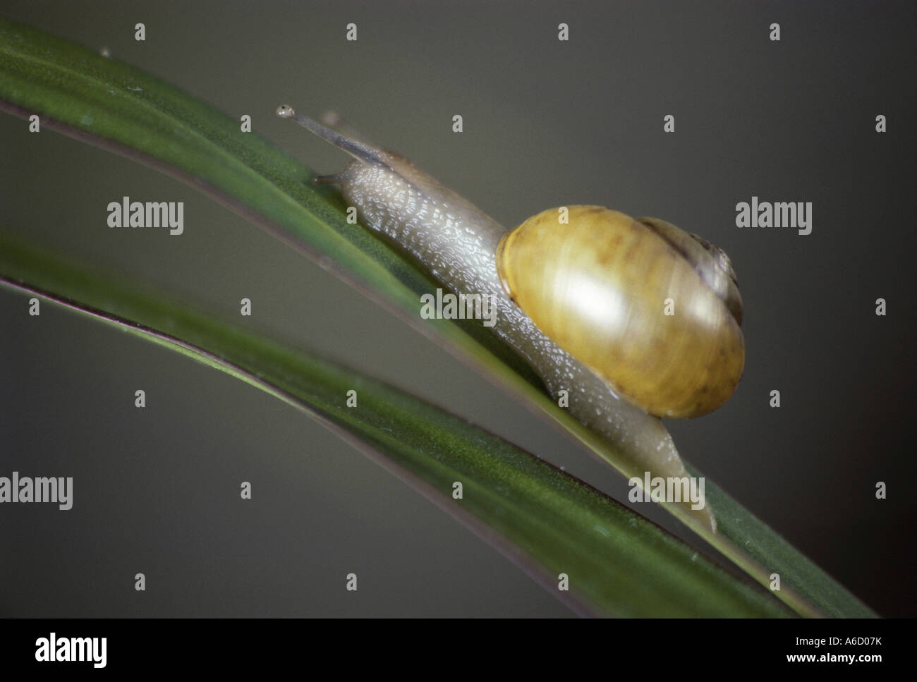 Adult land snail hi-res stock photography and images - Alamy