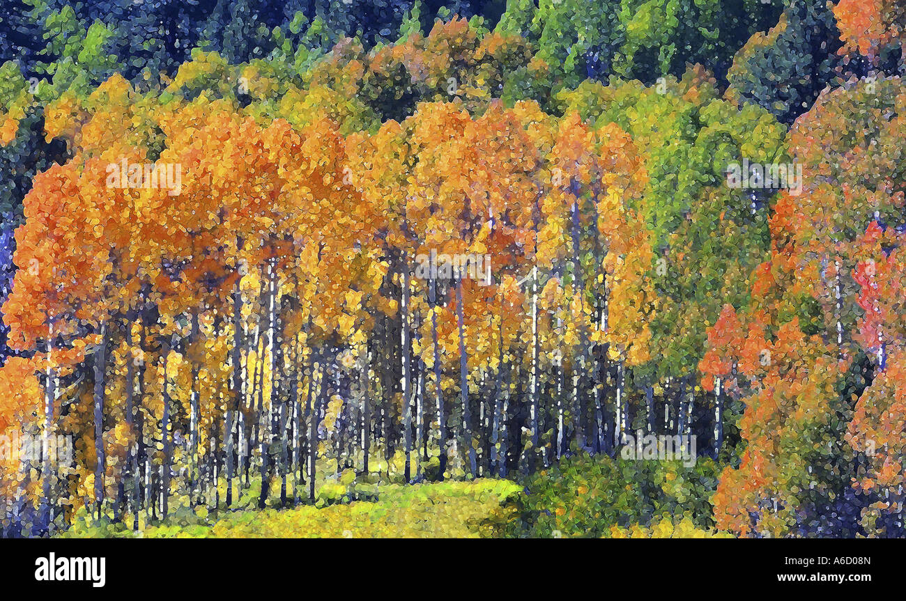 Illustration of Aspen trees, Hope Valley, California, USA Stock Photo ...
