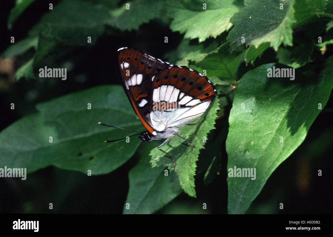 Southern white admiral Butterfly. Limenitis reducta Stock Photo - Alamy