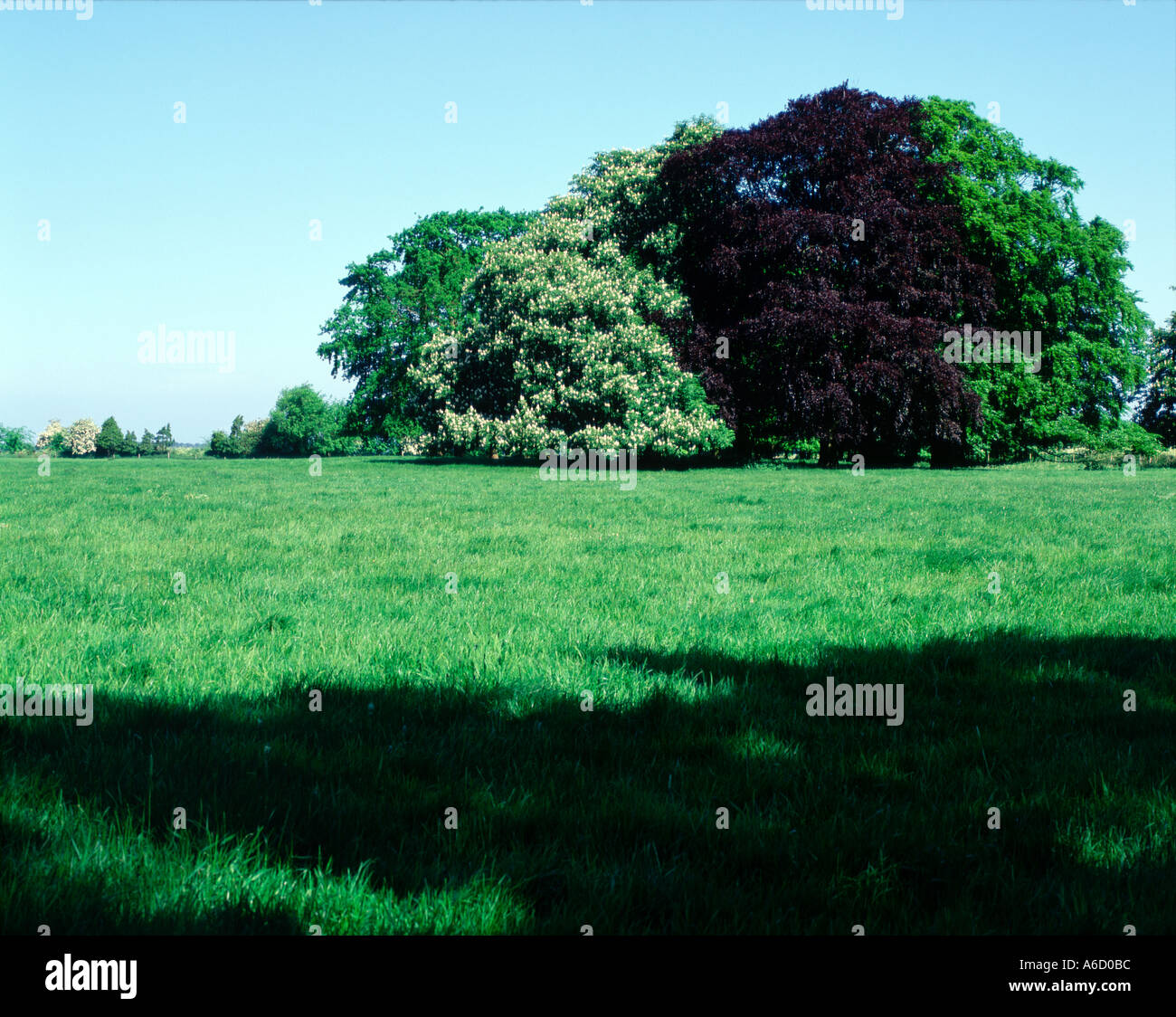 Field with Group of Trees in May Norfolk England UK Stock Photo - Alamy