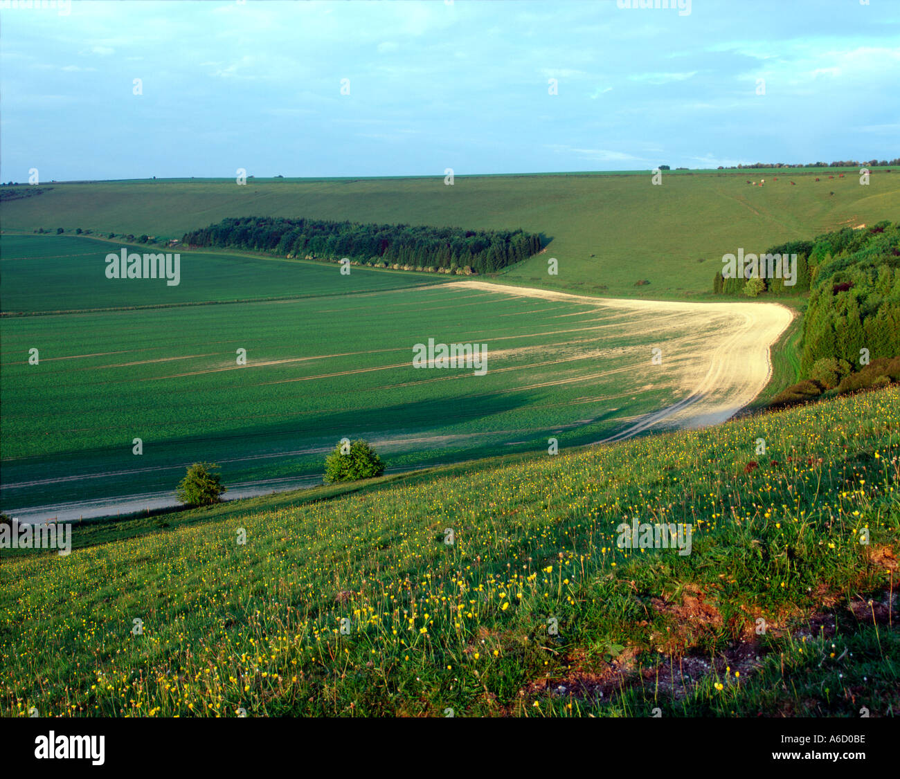 Chalk Downland Wiltshire England UK Stock Photo - Alamy