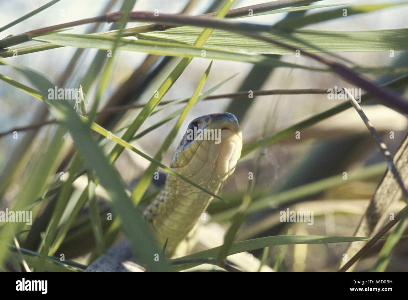 Garter snake grass hi-res stock photography and images - Alamy