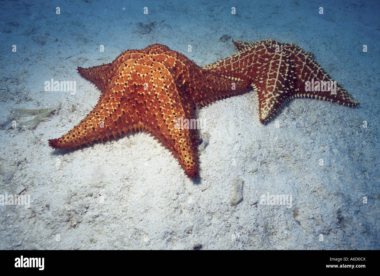 Two starfish underwater Stock Photo - Alamy