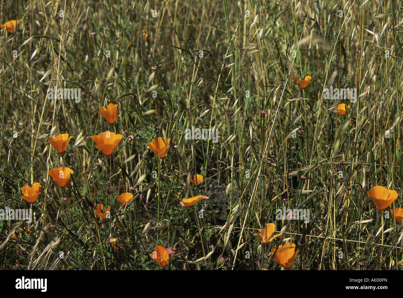 Golden Poppies growing in a field Stock Photo - Alamy