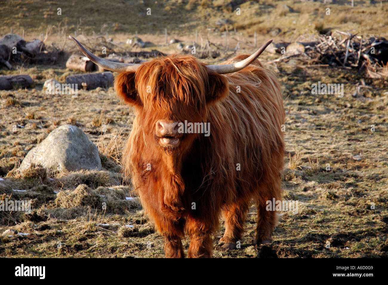 Portrait shot of red brown Highland cow Scottish Highlands Scotland UK ...