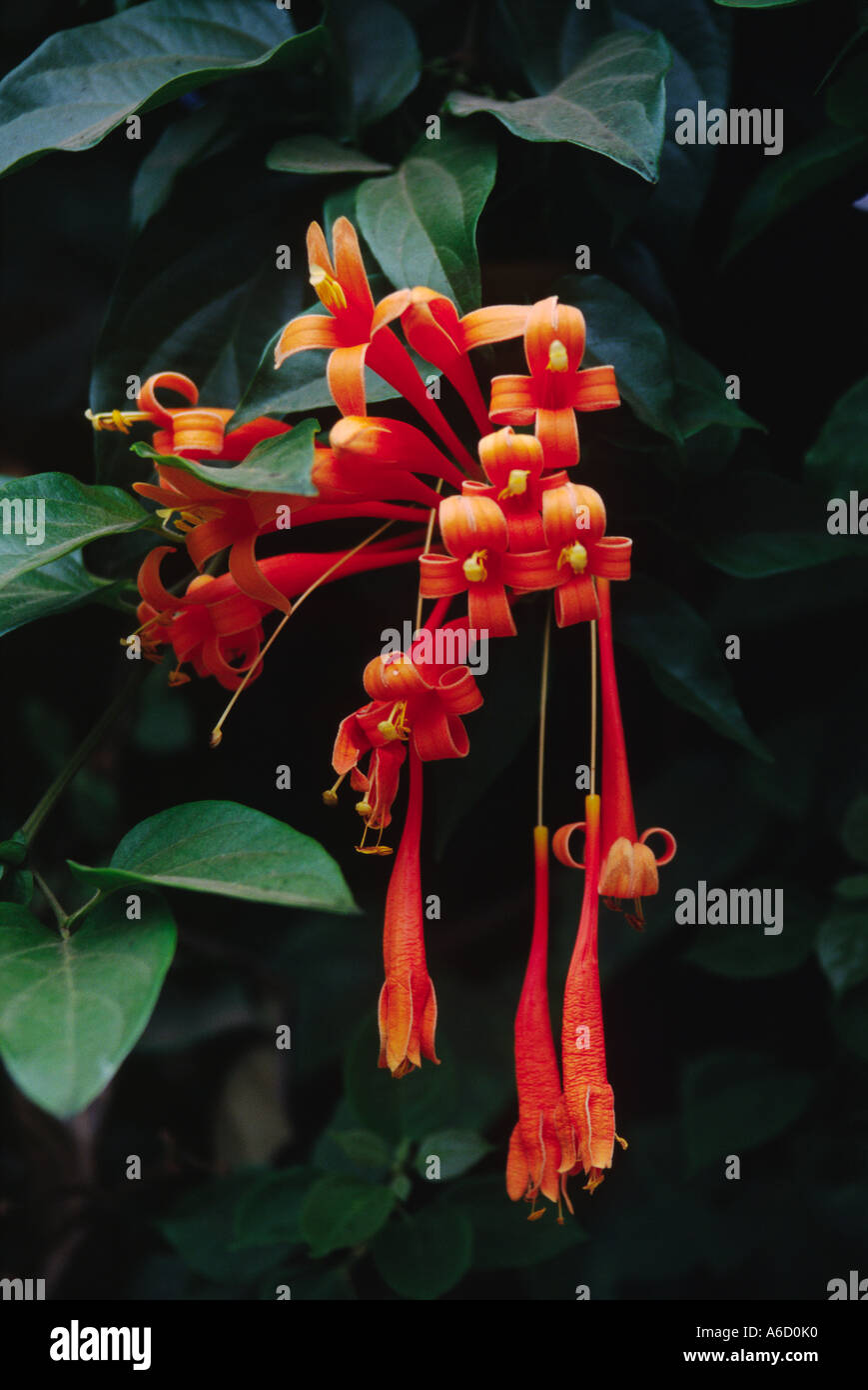 Flora de guatemala hi-res stock photography and images - Alamy