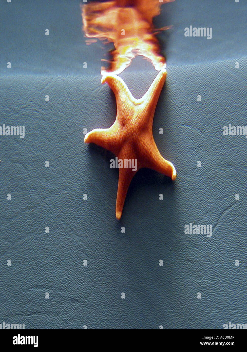 Batstar hi-res stock photography and images - Alamy