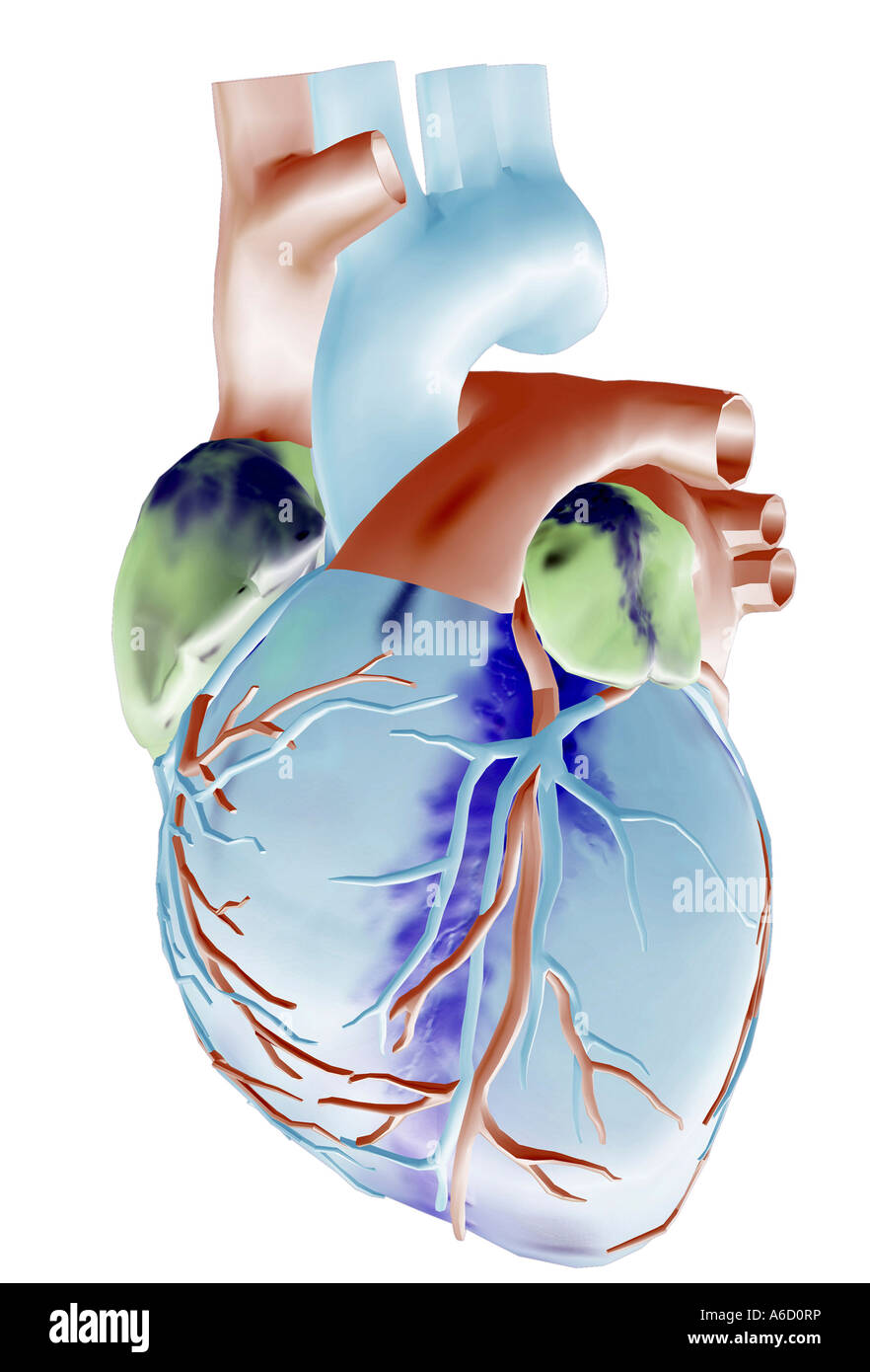 Human heart cut out anatomical hi-res stock photography and images - Alamy