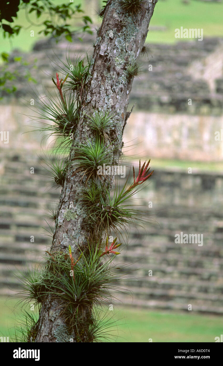 BROMELIADS growing on tree above MAYAN BALL COURT dated to 775 AD COPAN ...
