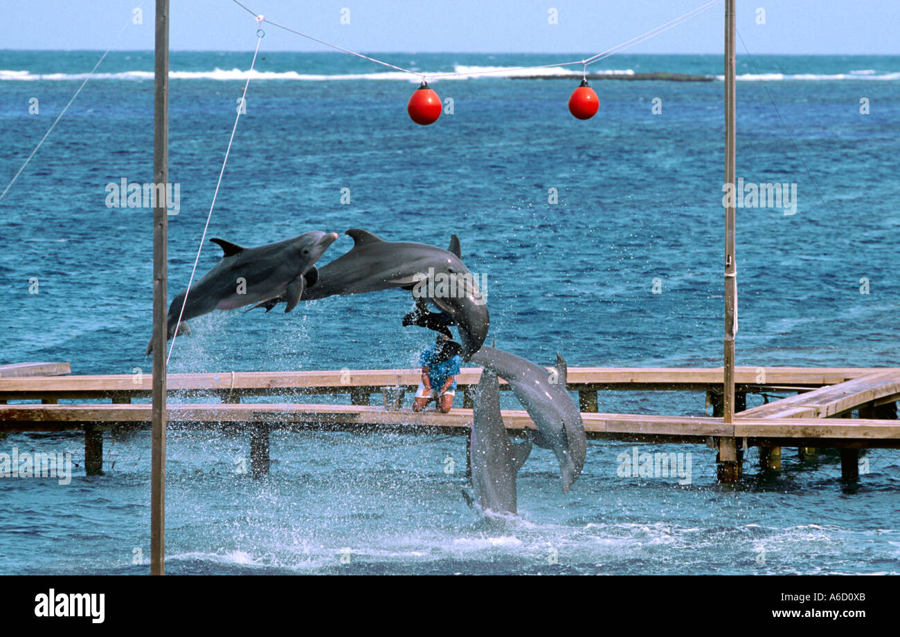 DOLPHINS performing in daily DOLPHIN SHOW at ANTHONY S KEY RESORT ...