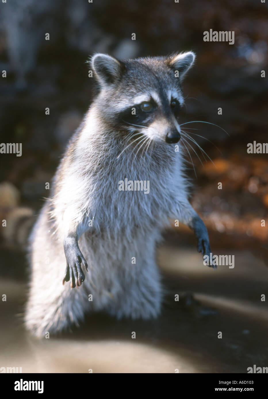 Usa florida everglades raccoon hi-res stock photography and images - Alamy