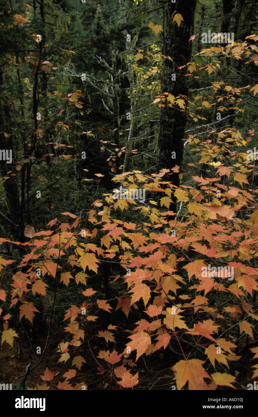 Trees in a forest during autumn, New Brunswick, Canada Stock Photo - Alamy