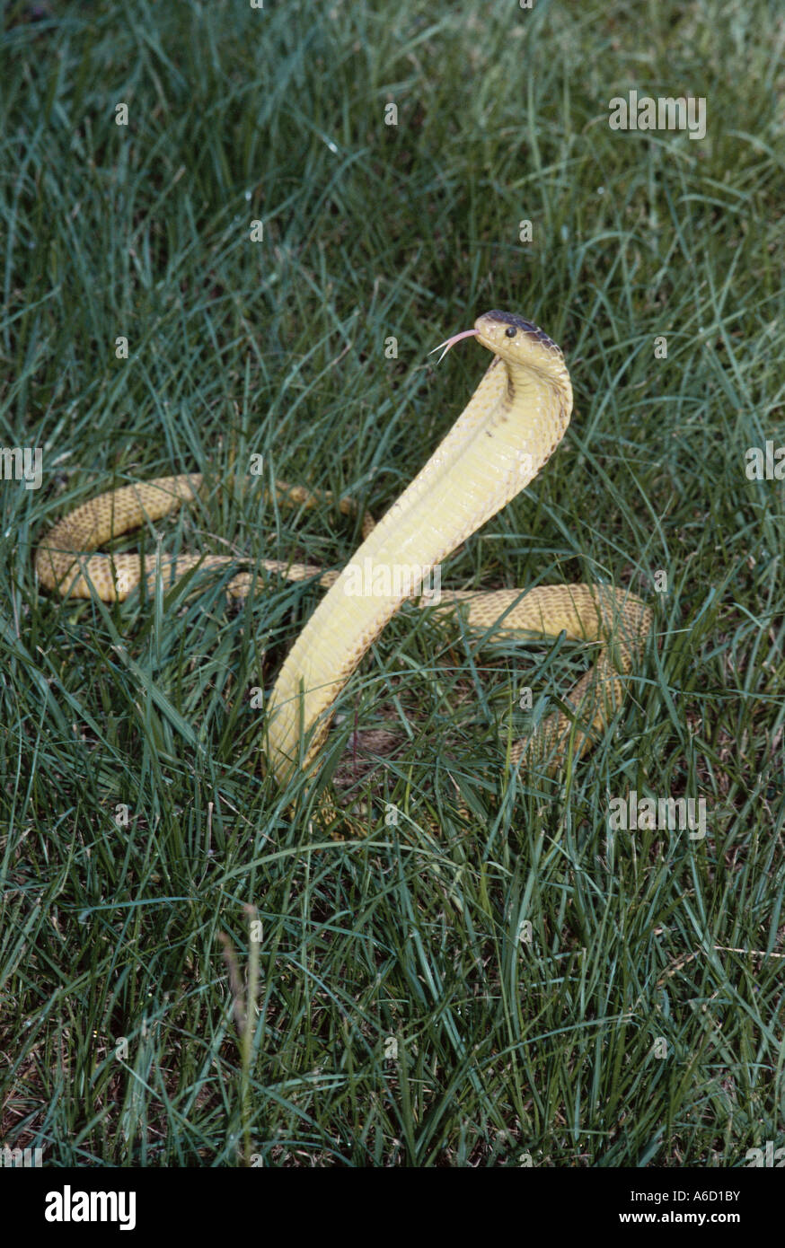 Rearing cobra hi-res stock photography and images - Alamy