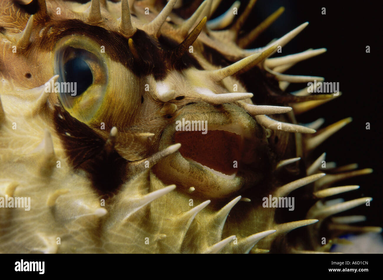 Small buffer fish hi-res stock photography and images - Alamy