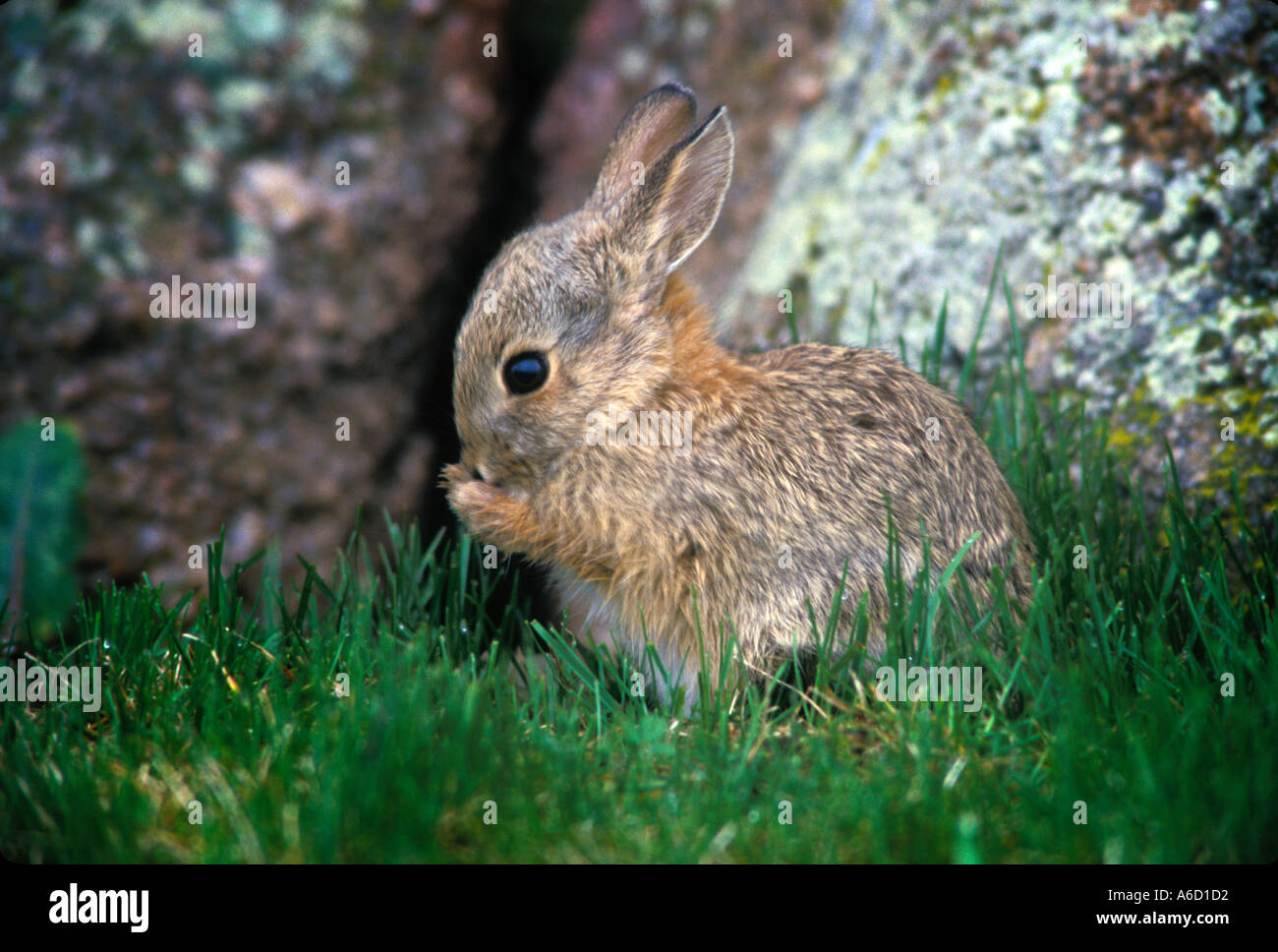 Cotton tail rabbit hi-res stock photography and images - Alamy
