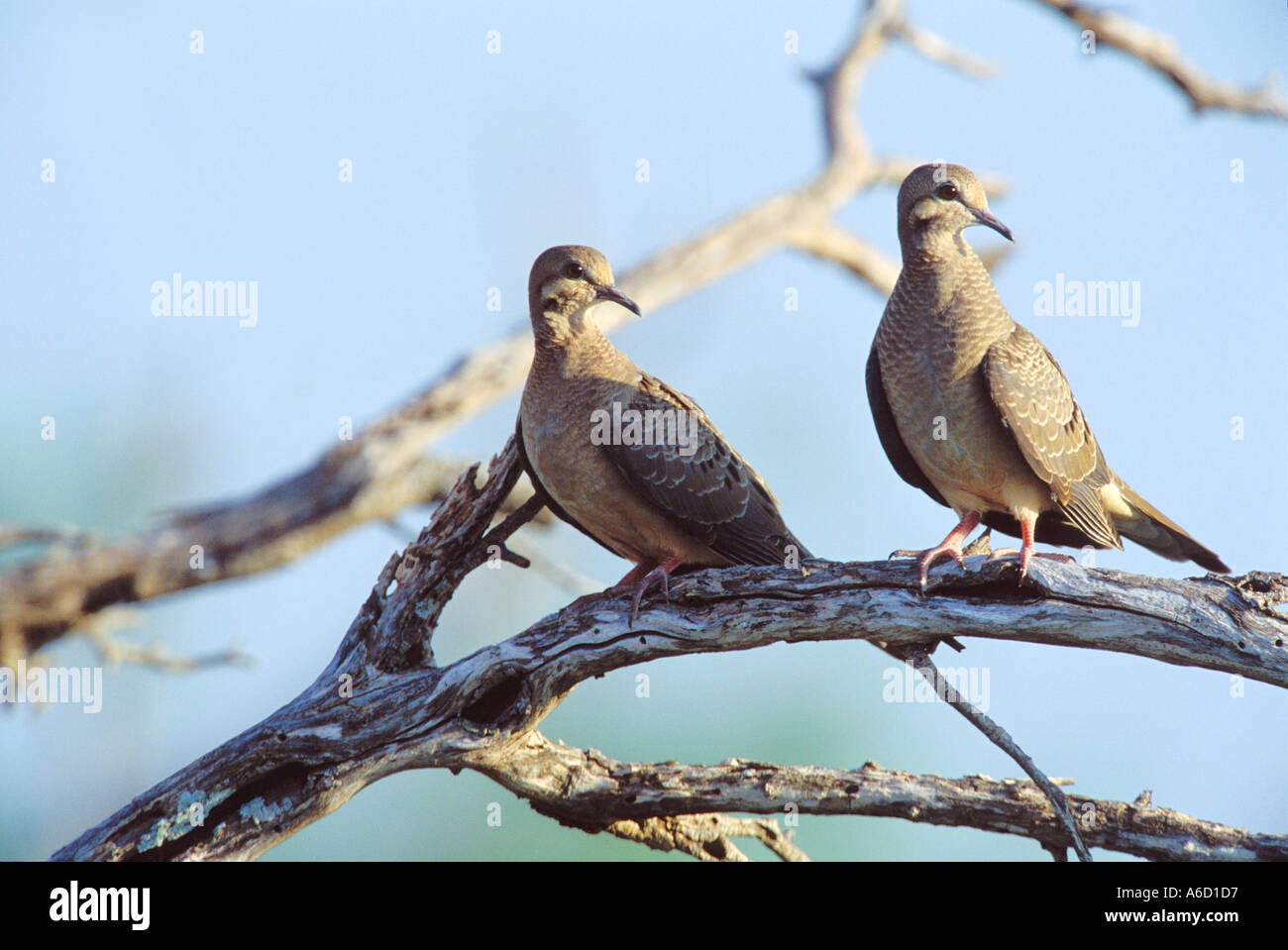 Two doves hi-res stock photography and images - Alamy