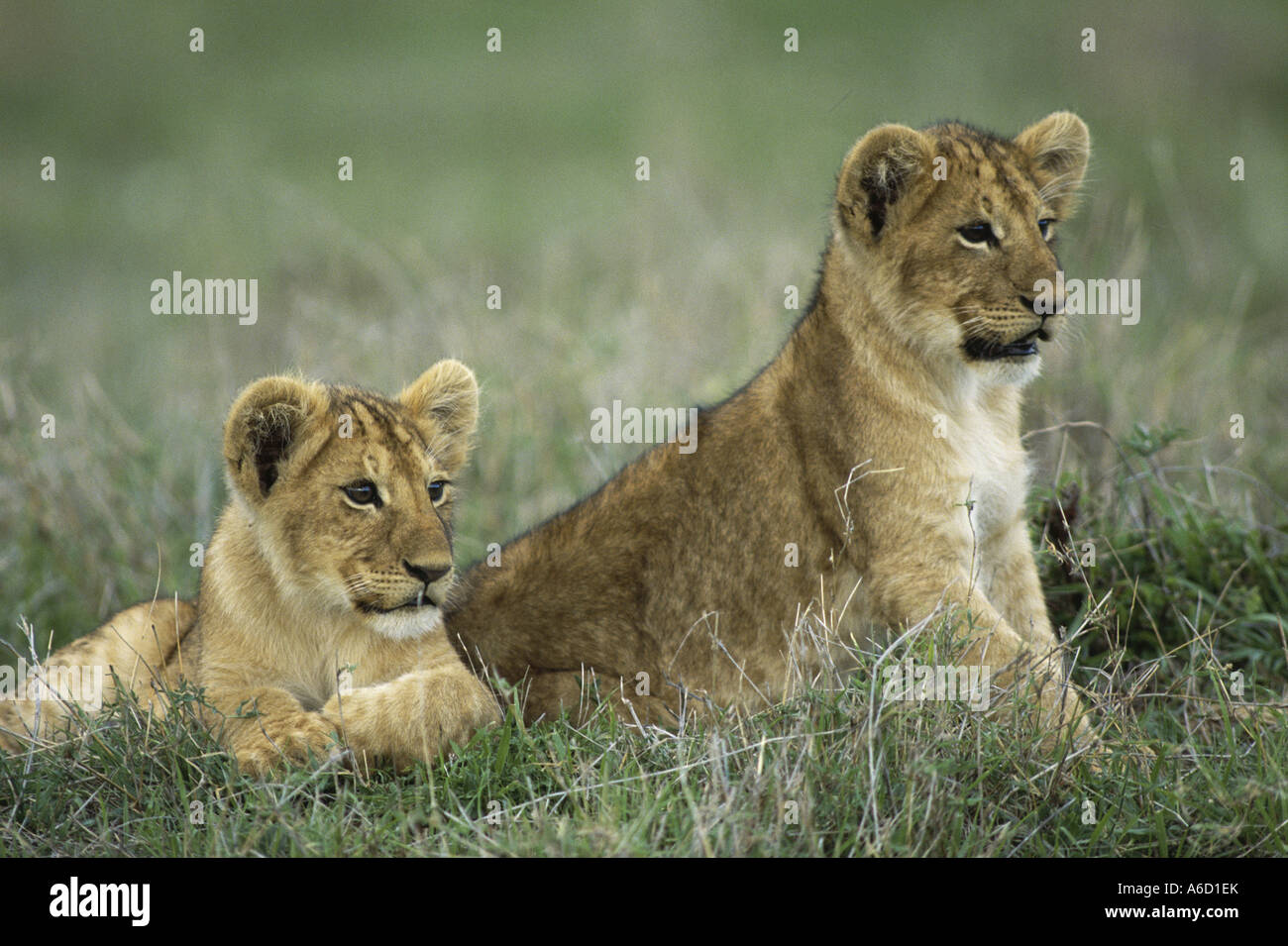 Two lions sitting hi-res stock photography and images - Alamy
