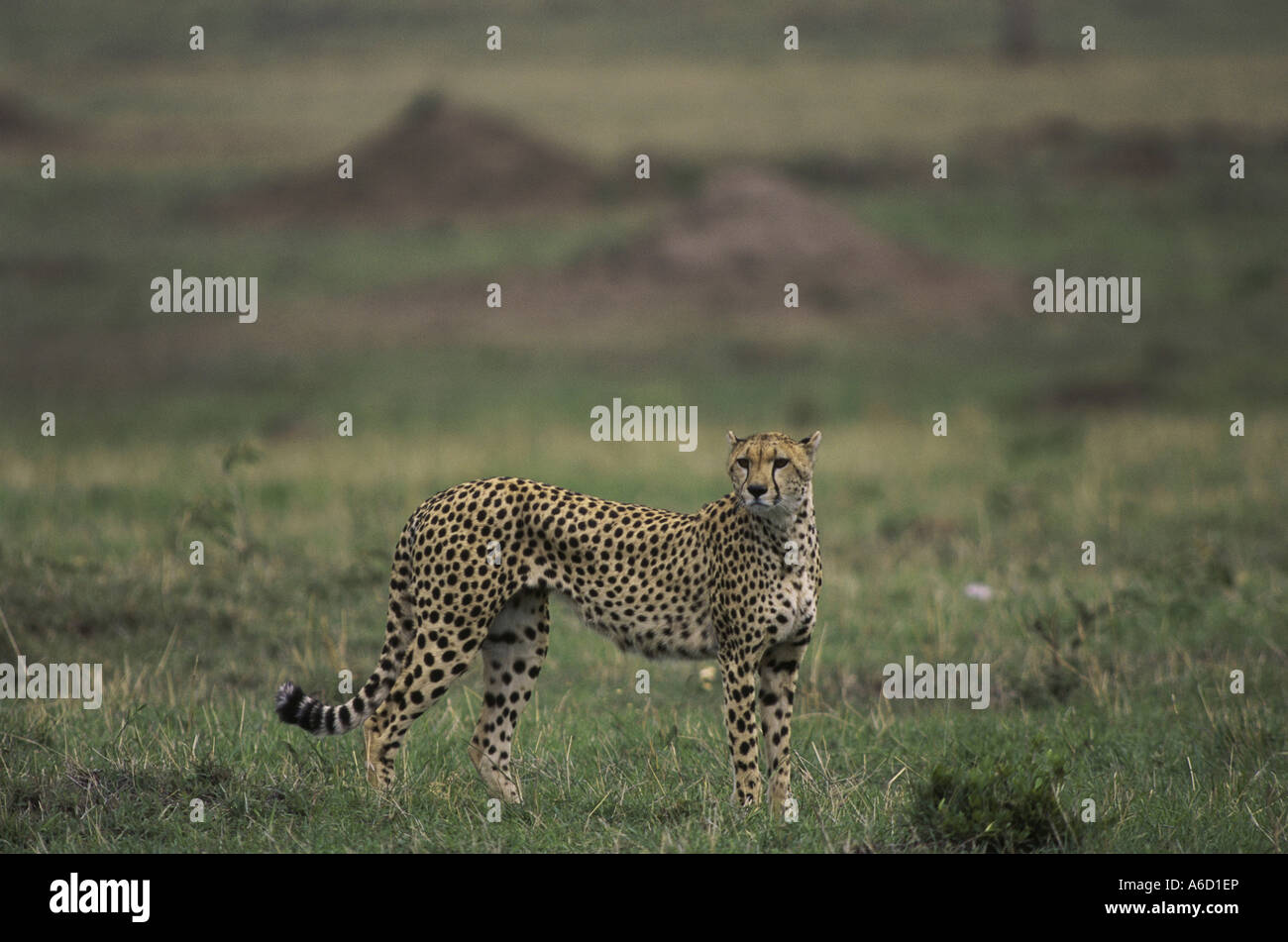 Cheetah standing in a field Stock Photo - Alamy