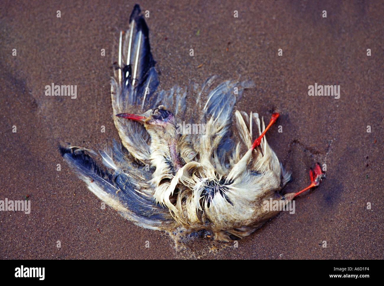 Icarus like. Dead gull washed up on beach Stock Photo - Alamy