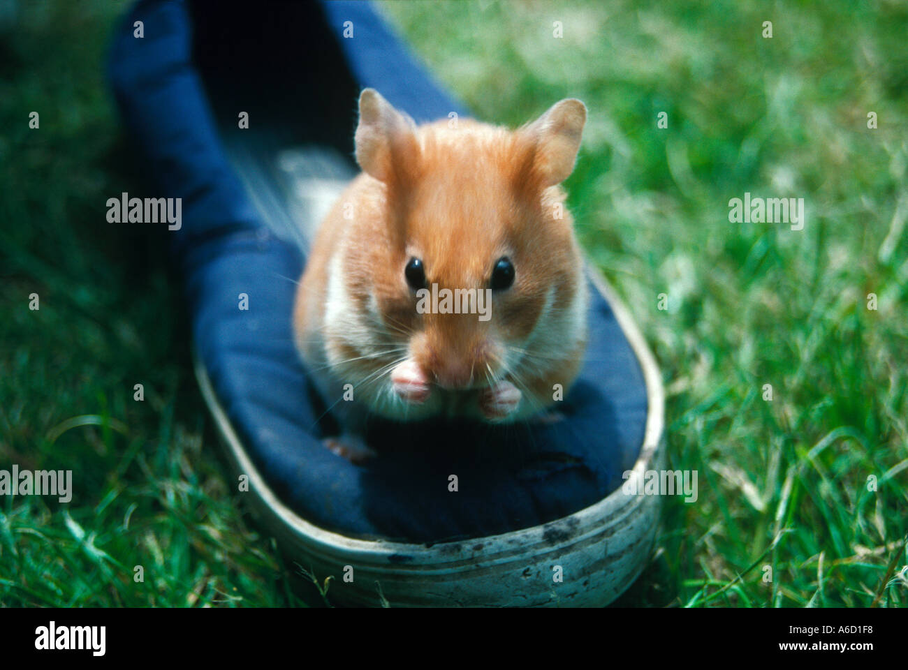 Golden hamster shoe hi-res stock photography and images - Alamy