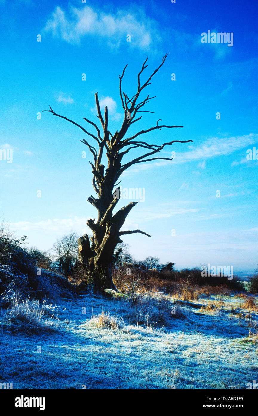 Dead tree in the frost, Pulpit Woods, Chilterns, Buckinghamshire ...