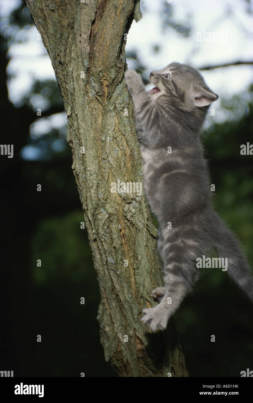 Cat climbing a tree Stock Photo - Alamy