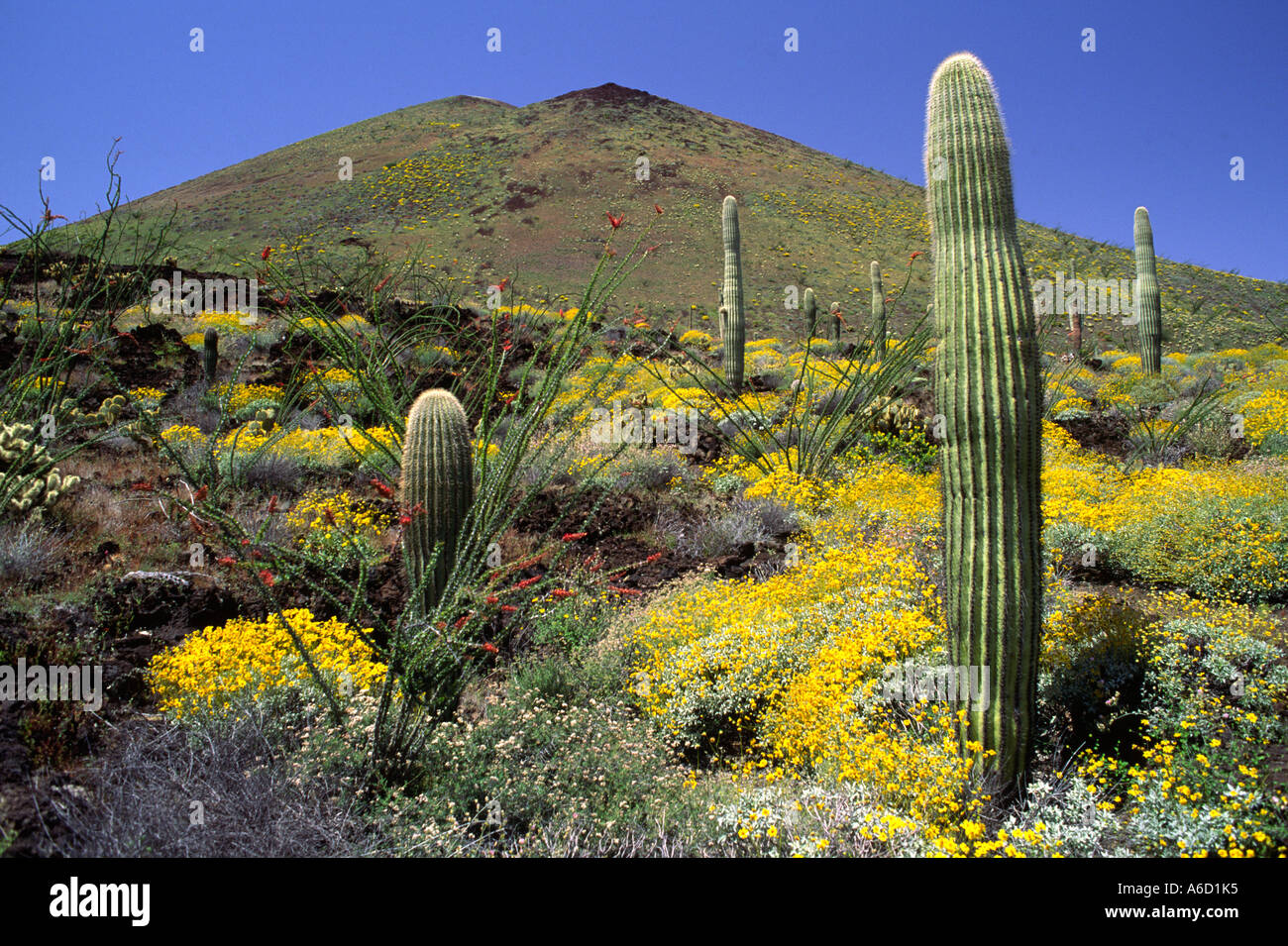 VOLCANIC CINDER CONE and SAGUARO OCATILLO CACTI PINACATE NATIONAL PARK ...