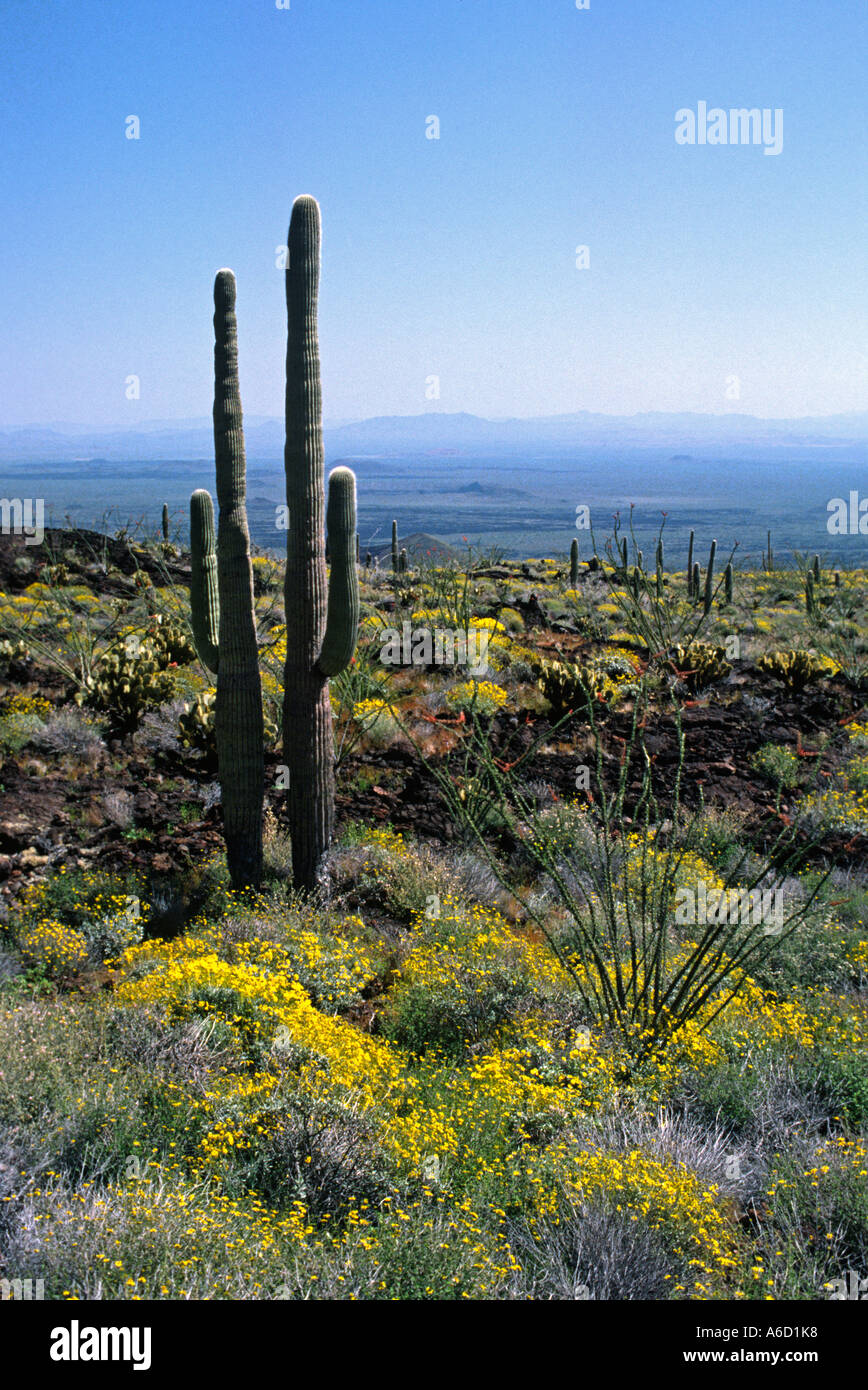 Pinacate national park hi-res stock photography and images - Alamy