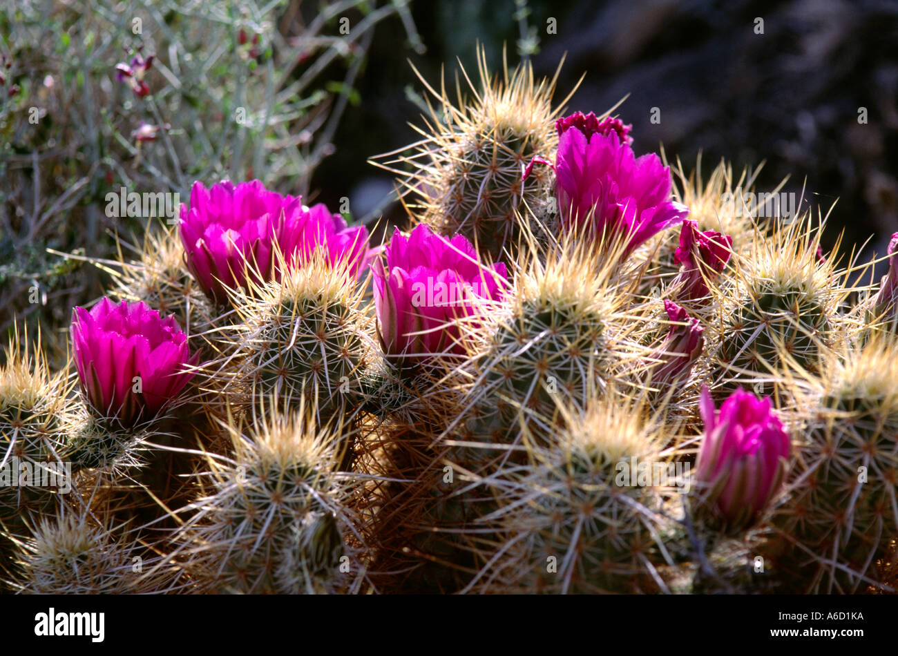 Magenta FLOWERS of FOXTAIL CACTUS Coryphantha vivipara PINACATE ...