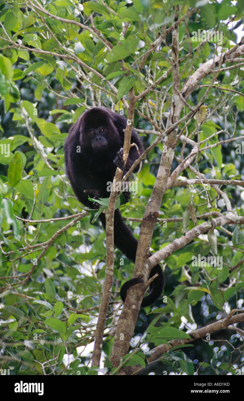 Mexican monkeys hi-res stock photography and images - Alamy